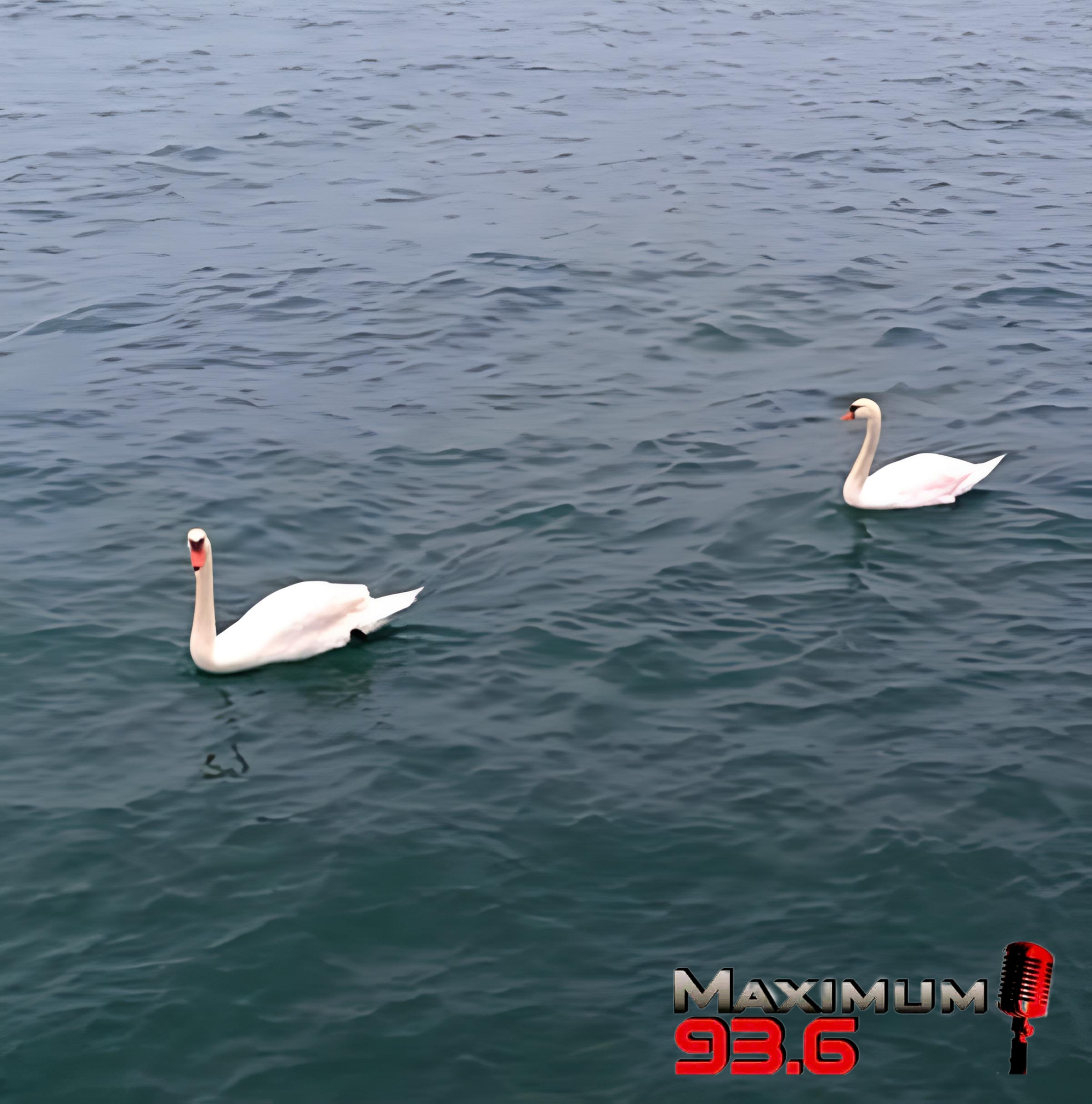 🦢 Λιμάνι Αλεξ/πολης - Το ζευγάρι κύκνων, που μαγνητίζει τα βλέμματα ...