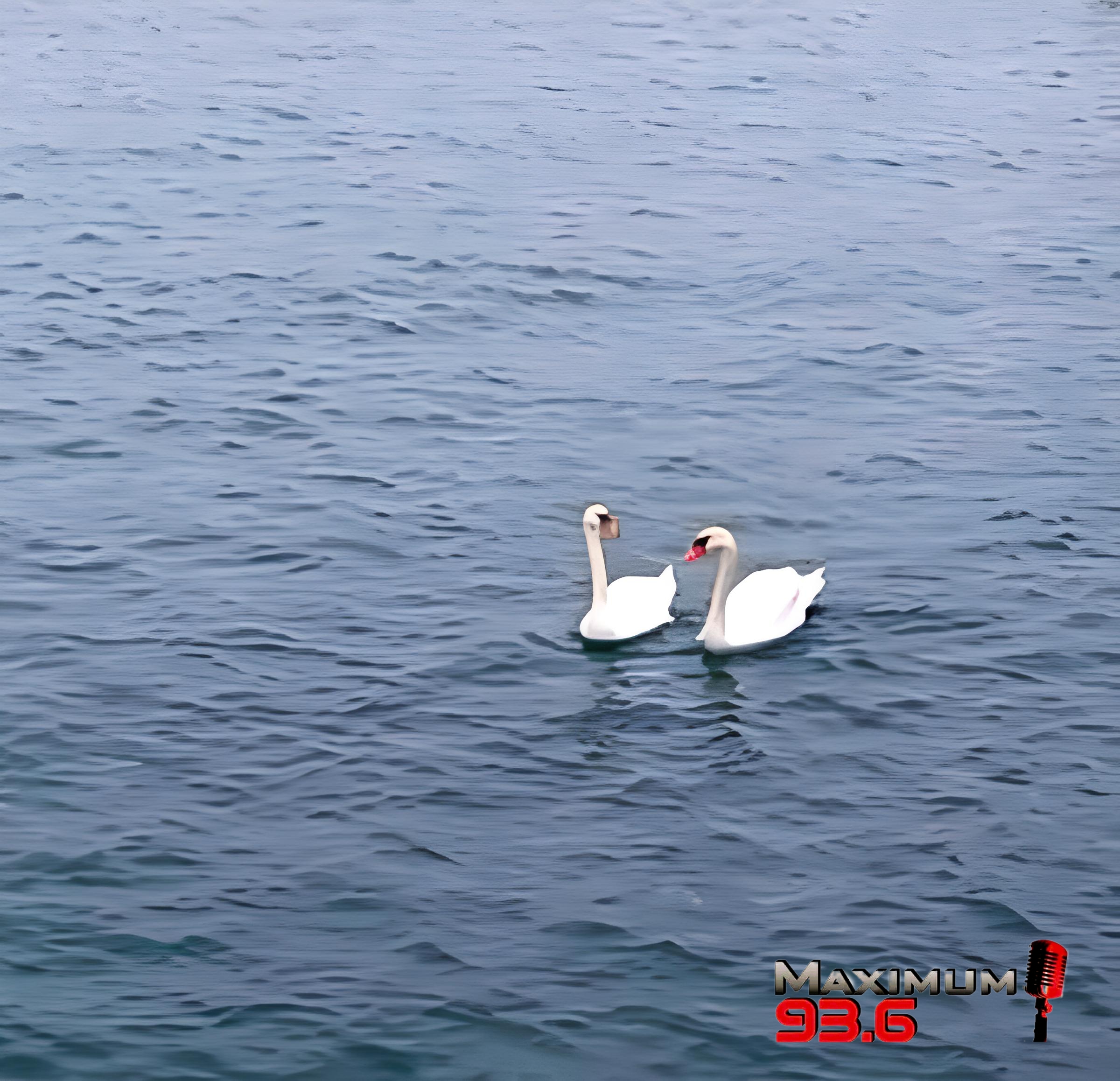 🦢 Λιμάνι Αλεξ/πολης - Το ζευγάρι κύκνων, που μαγνητίζει τα βλέμματα ...
