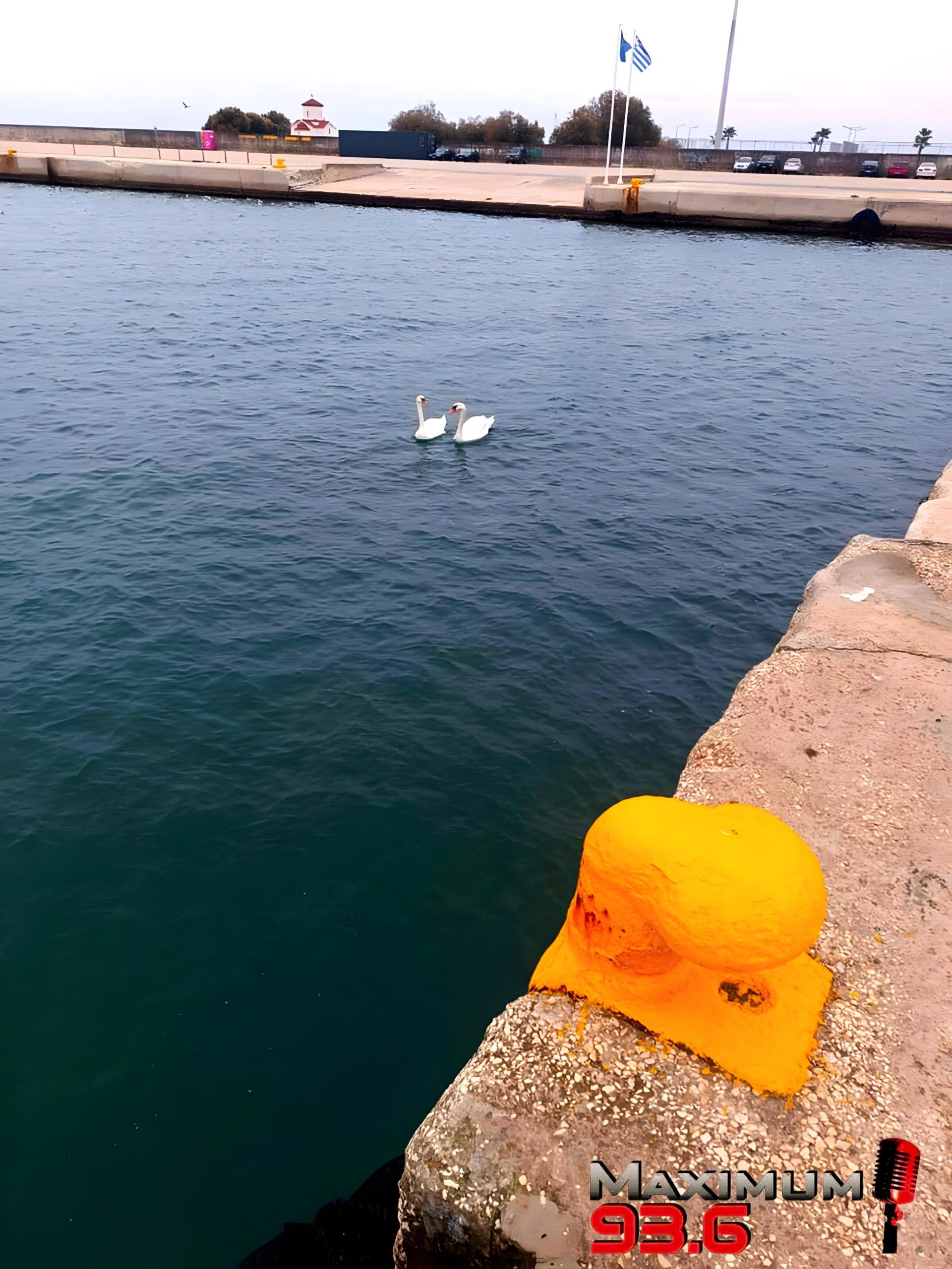 🦢 Λιμάνι Αλεξ/πολης - Το ζευγάρι κύκνων, που μαγνητίζει τα βλέμματα ...